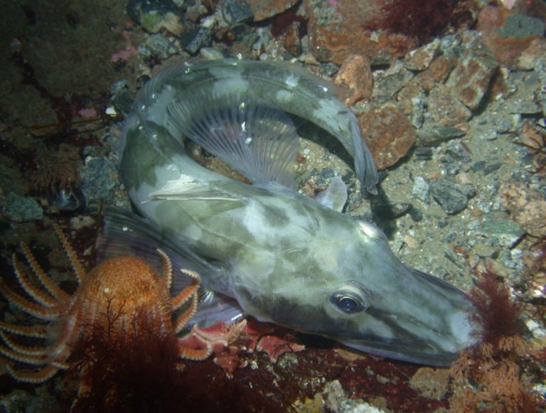 blackfin_icefish – Polar ICE