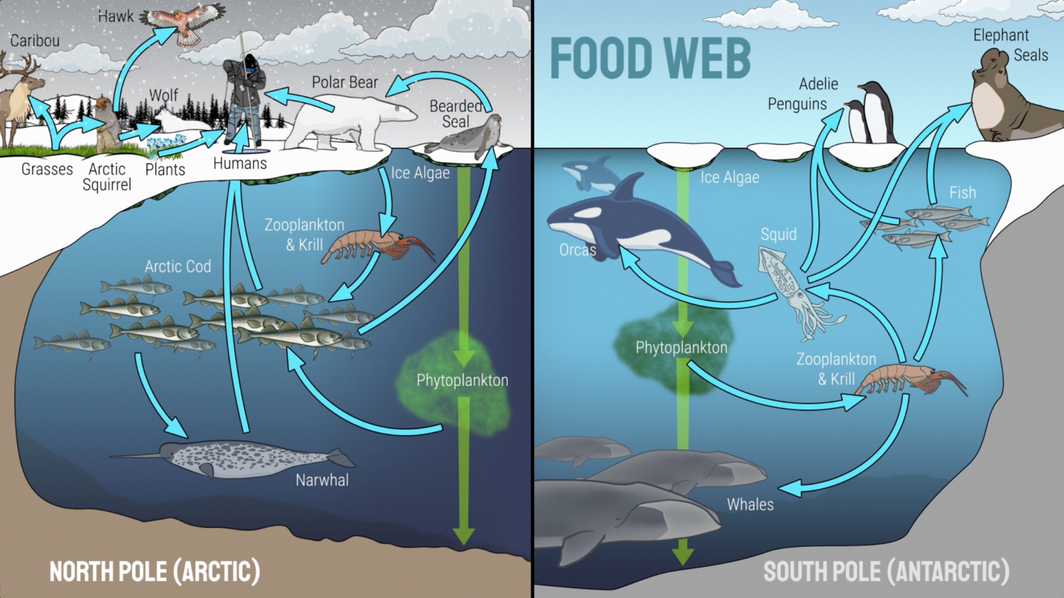 Polar Food Webs – Polar ICE