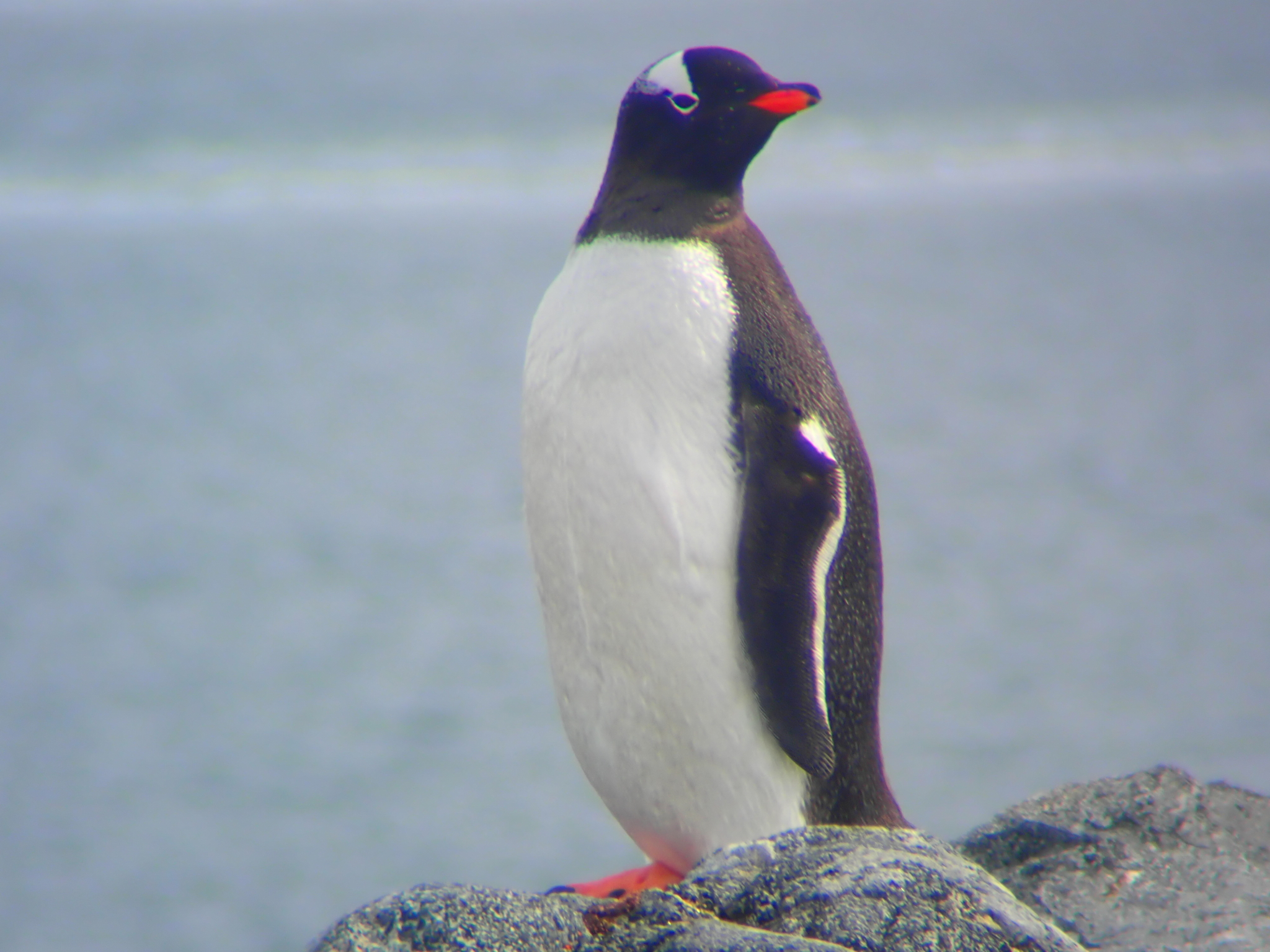 Activity 3 – Penguins Need Our Help – Polar ICE