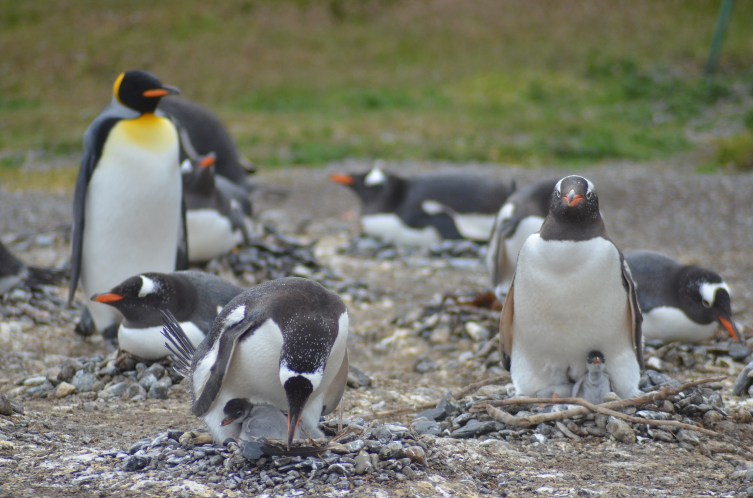 Penguin Populations Over Time at Palmer – Polar ICE