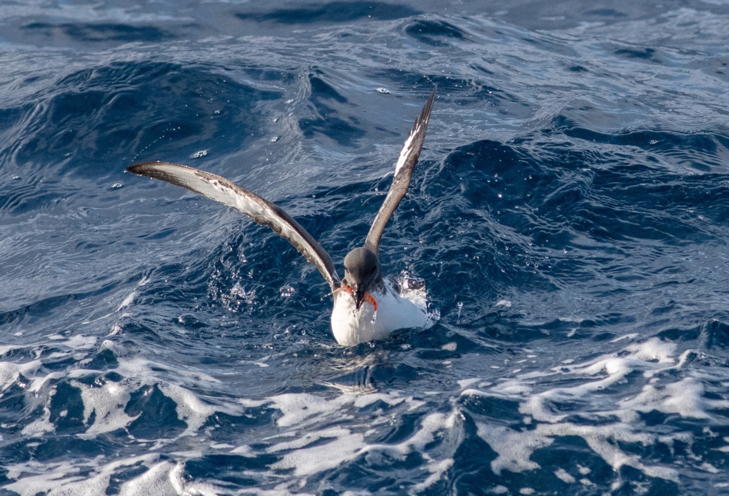 I.D. Antarctica 2023 – Week #1 Mystery Creatures – Polar ICE