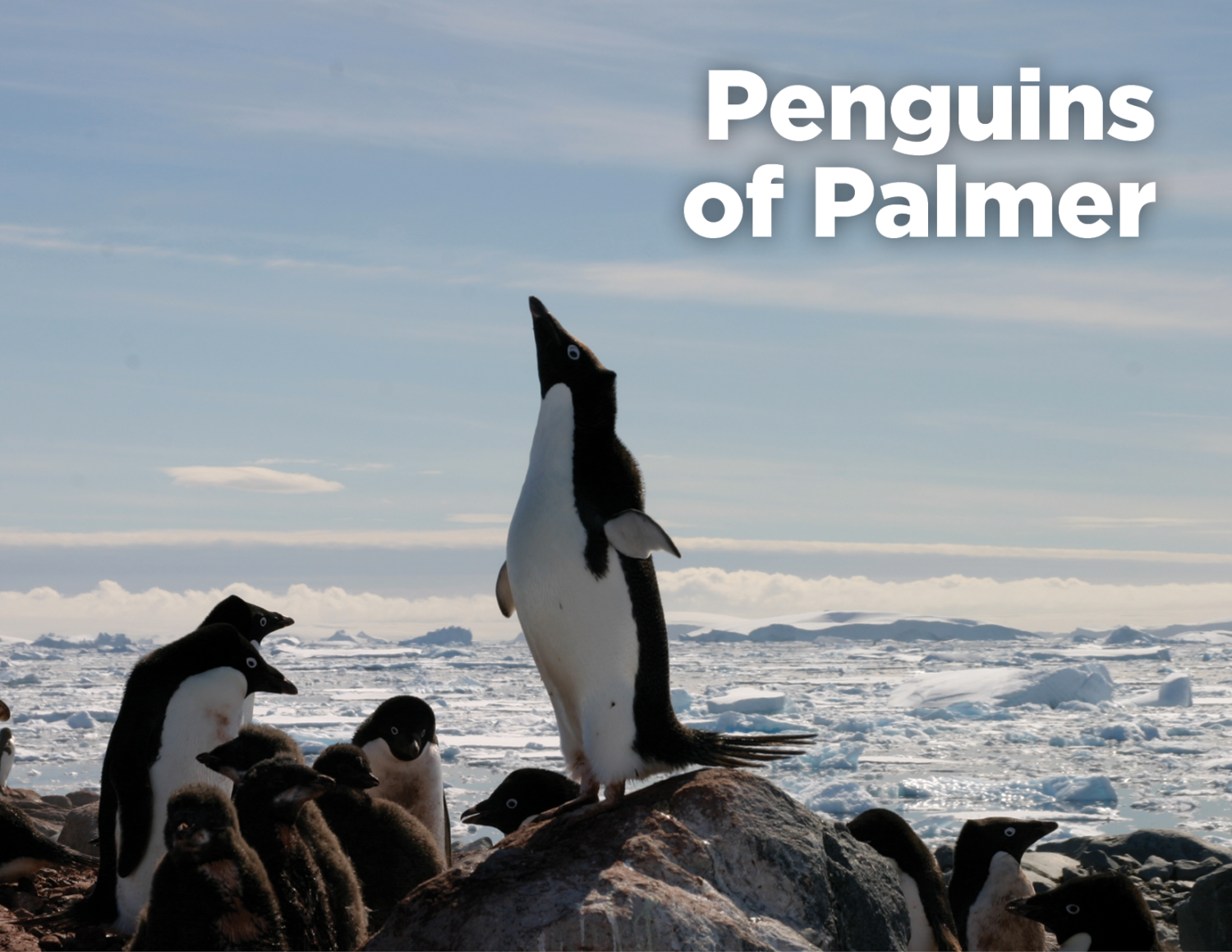Postcard 5 – Penguins of Palmer – Polar ICE
